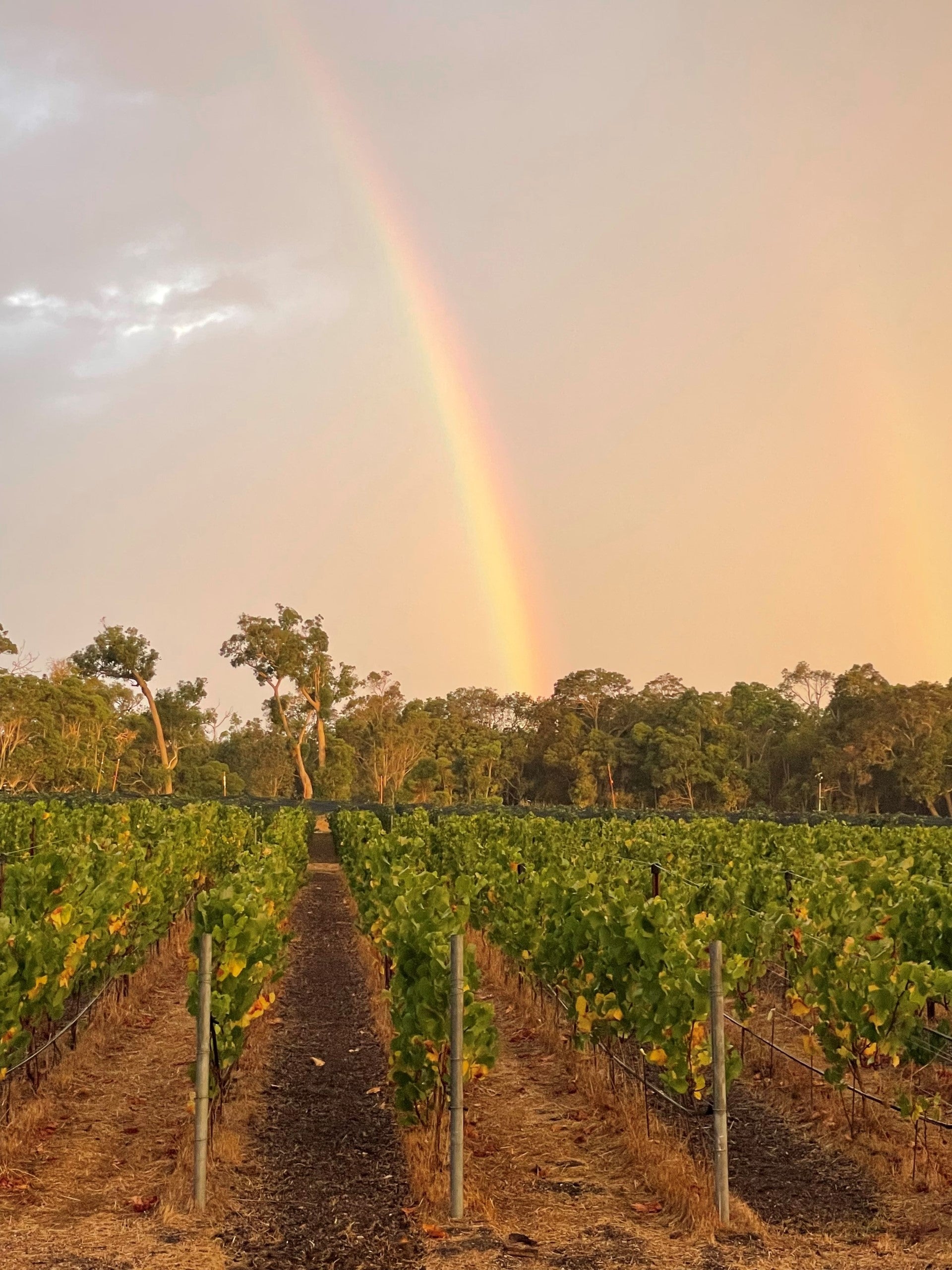 About Us – MENZIES VINEYARD